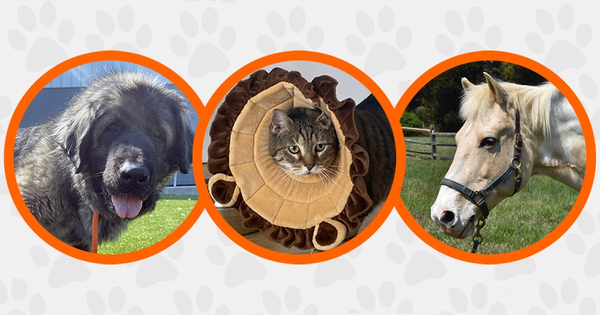 On National Adopt a Shelter Pet Day, Consider These Charming Companions ...