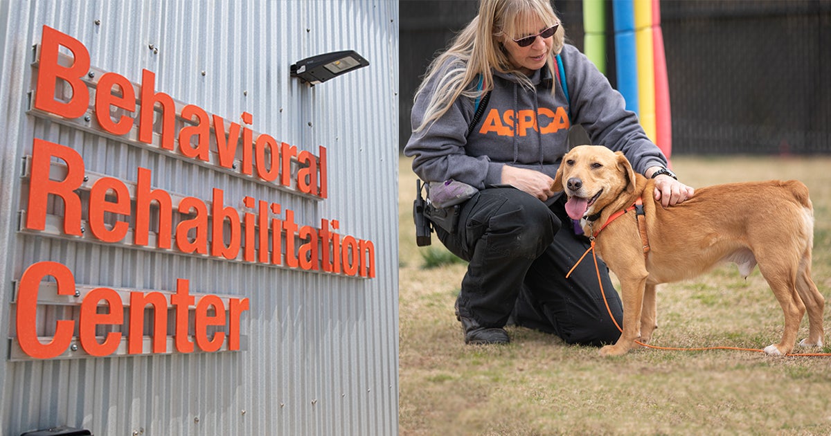 Celebrating Five Years of Second Chances Through the ASPCA Behavioral ...