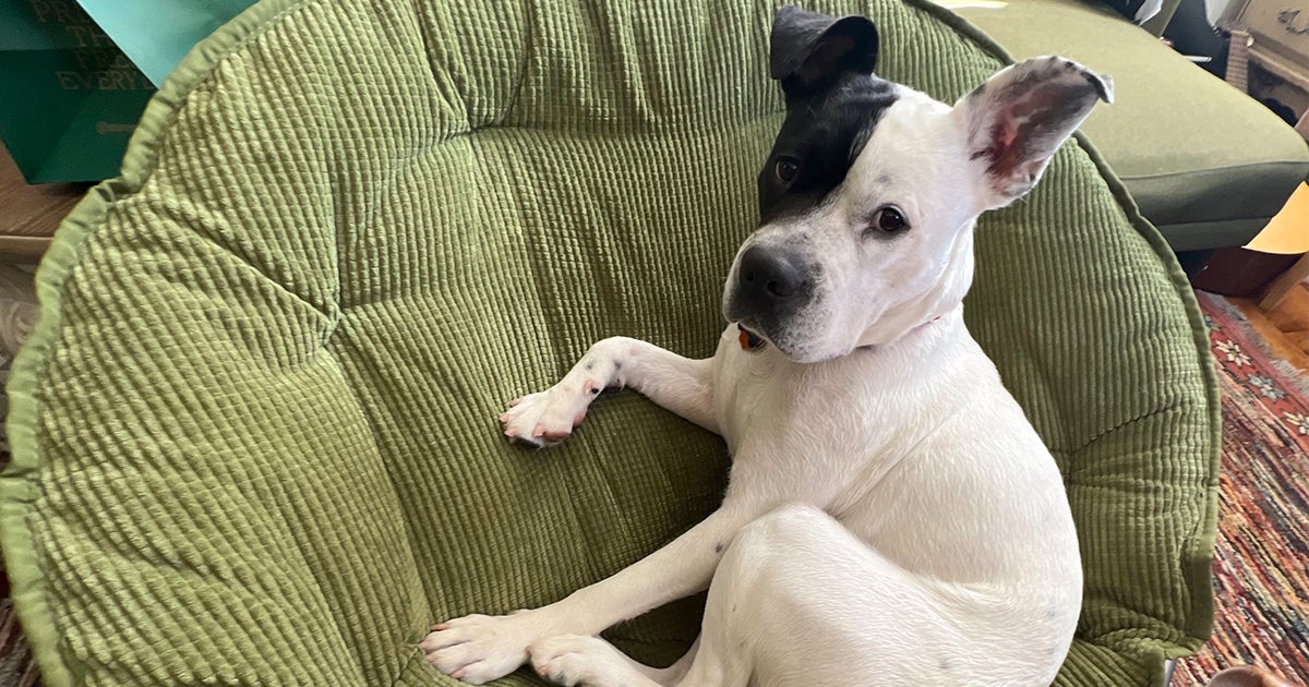 From Trashed to Treasured: Rescued Dog Gets a New Life | ASPCA