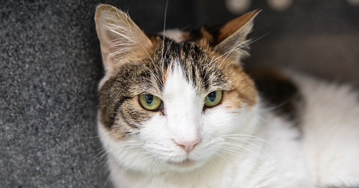 Columbia Is a Book Smart Cat Looking to Continue Her Education in a New ...