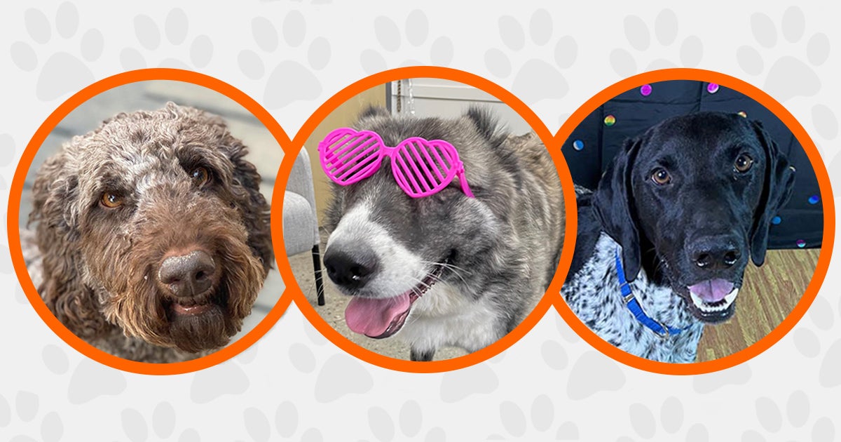 OHIO: This Memorial Day Weekend, Attend Our Adoption Event and Bring ...