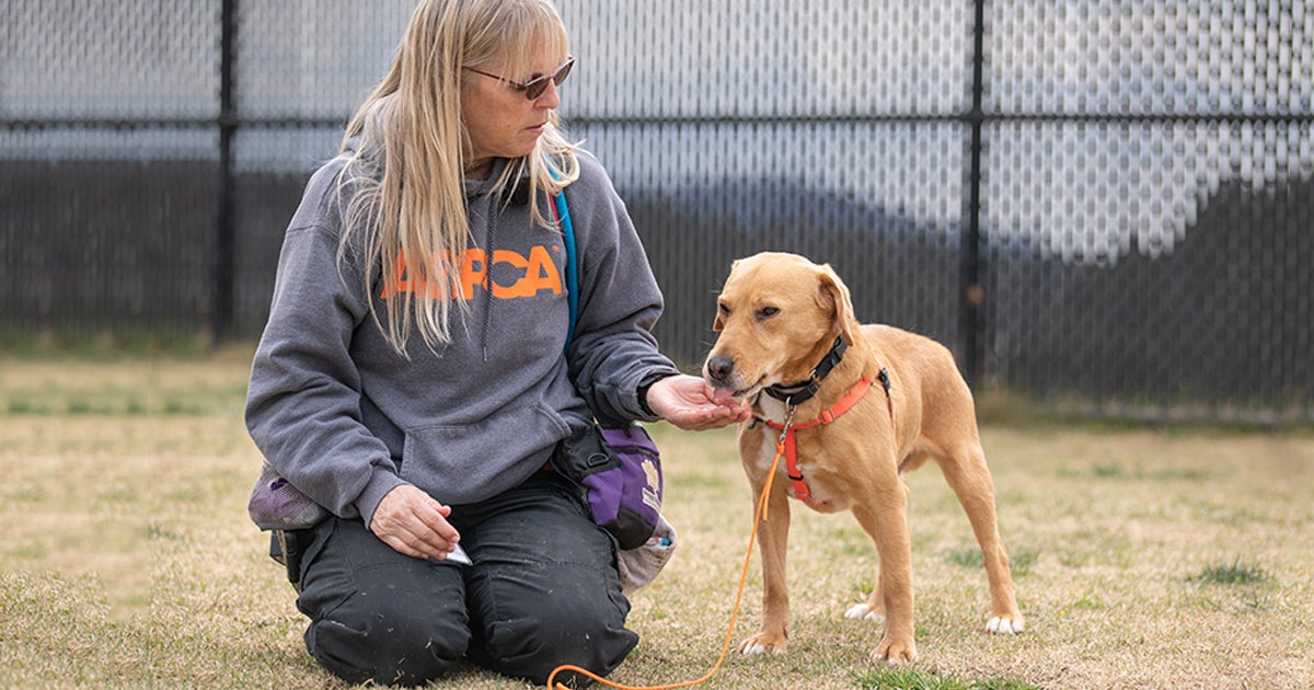 Matt’s Blog: Solving a Life-Threatening Animal Behavior Challenge | ASPCA