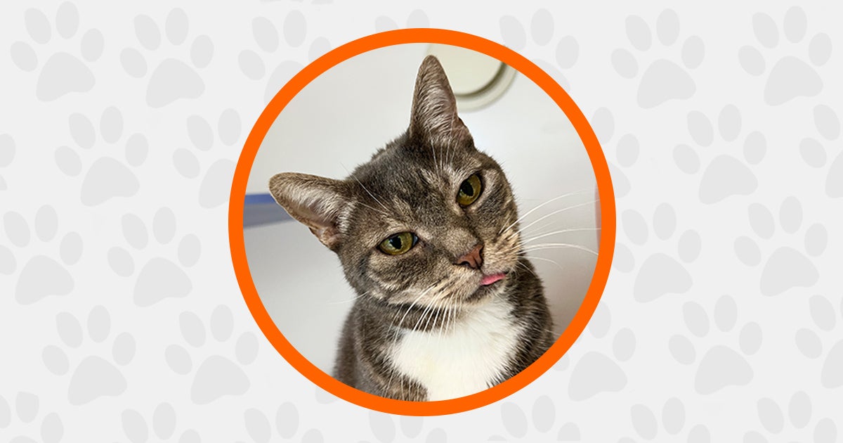 McQueen Is a Regal and Social Kitty, Destined for Fame! | ASPCA