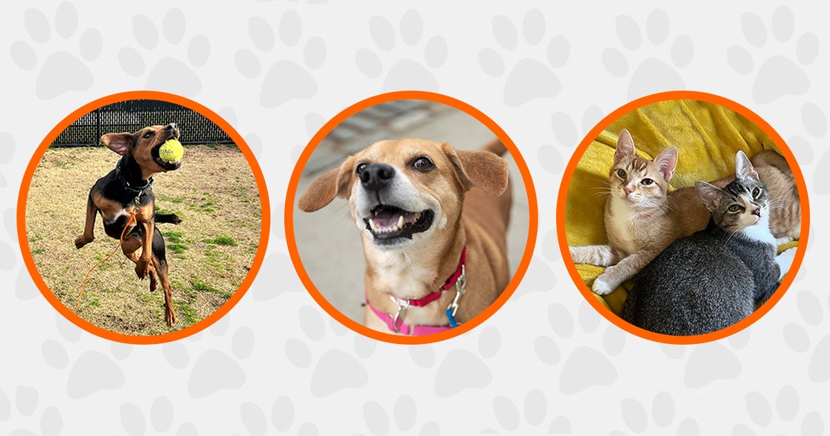 Would You Choose to Adopt One of These Amazing Animals? | ASPCA