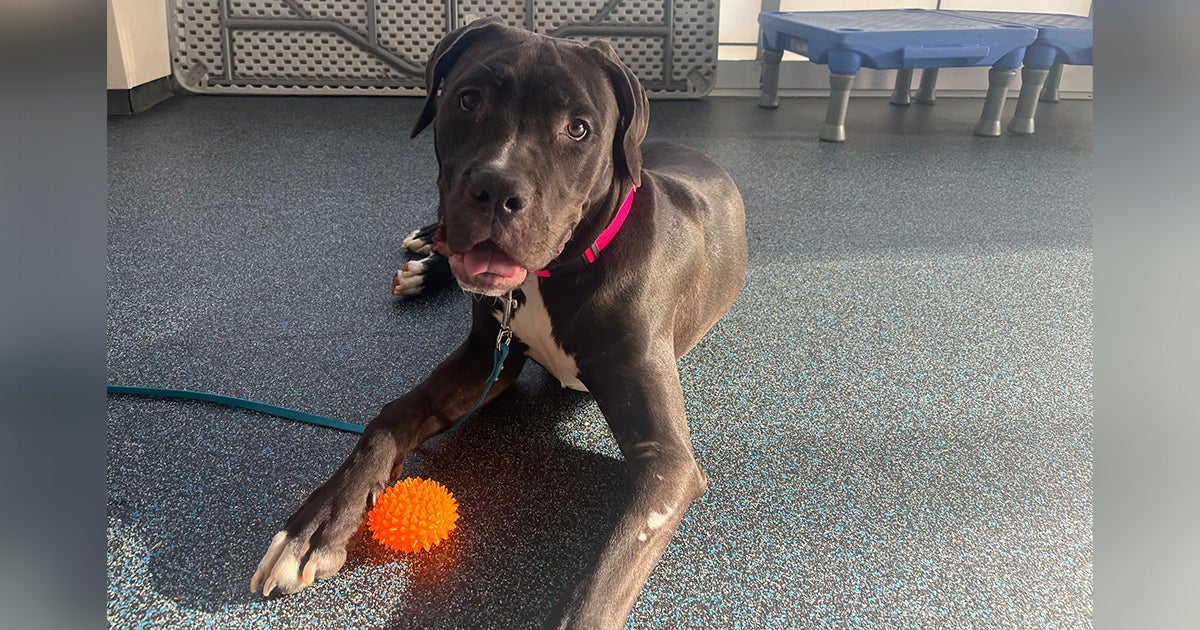 No One Sparkles and Shines Like Our Girl Glitter! | ASPCA