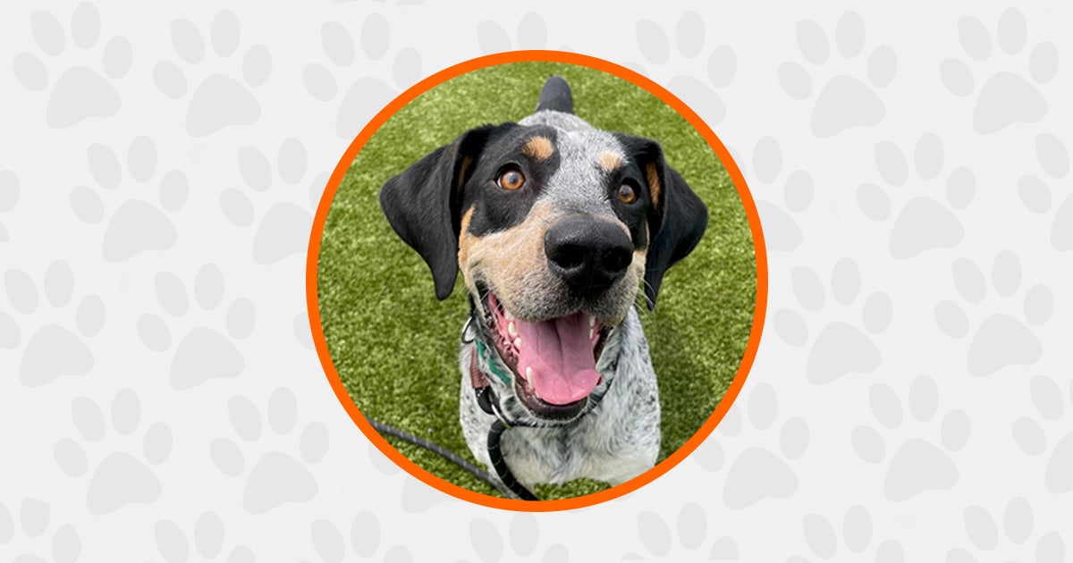 Dear Future Adopter, Love Goober | ASPCA