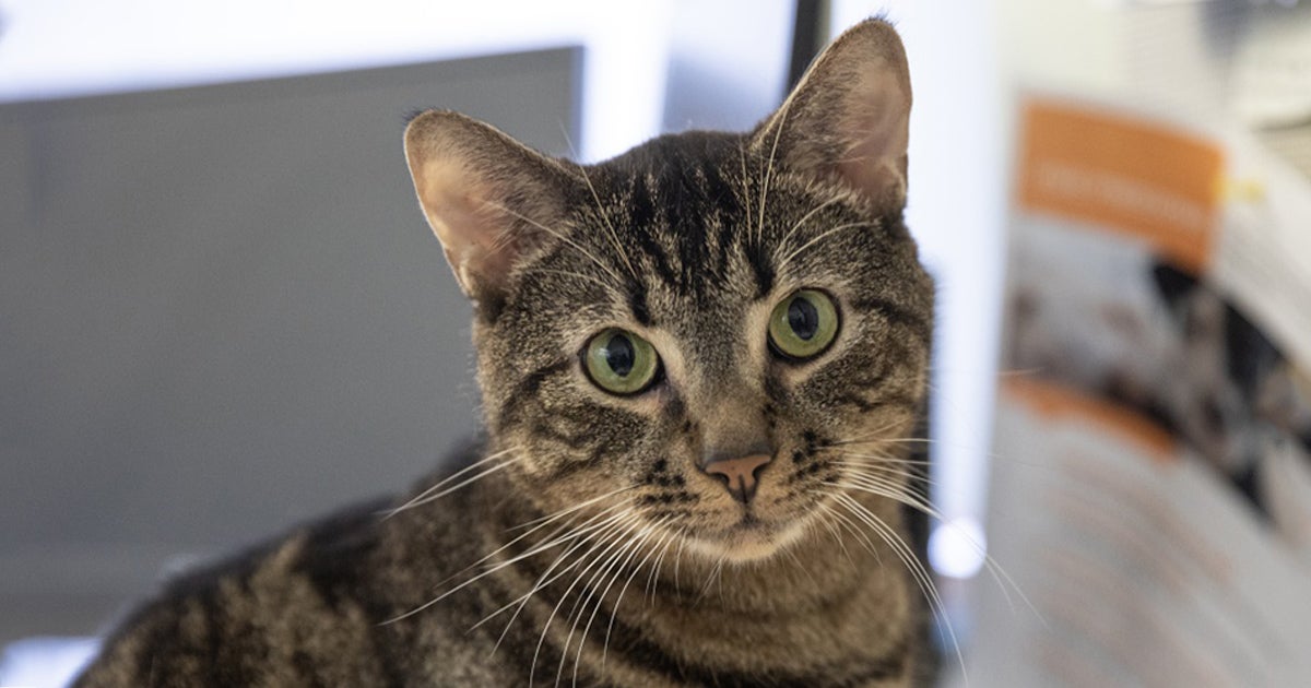 Sprint—Don’t Walk—to Adopt This Playful Cat! | ASPCA