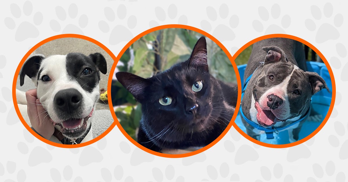 Are You Ready for Big Dog Summer? | ASPCA