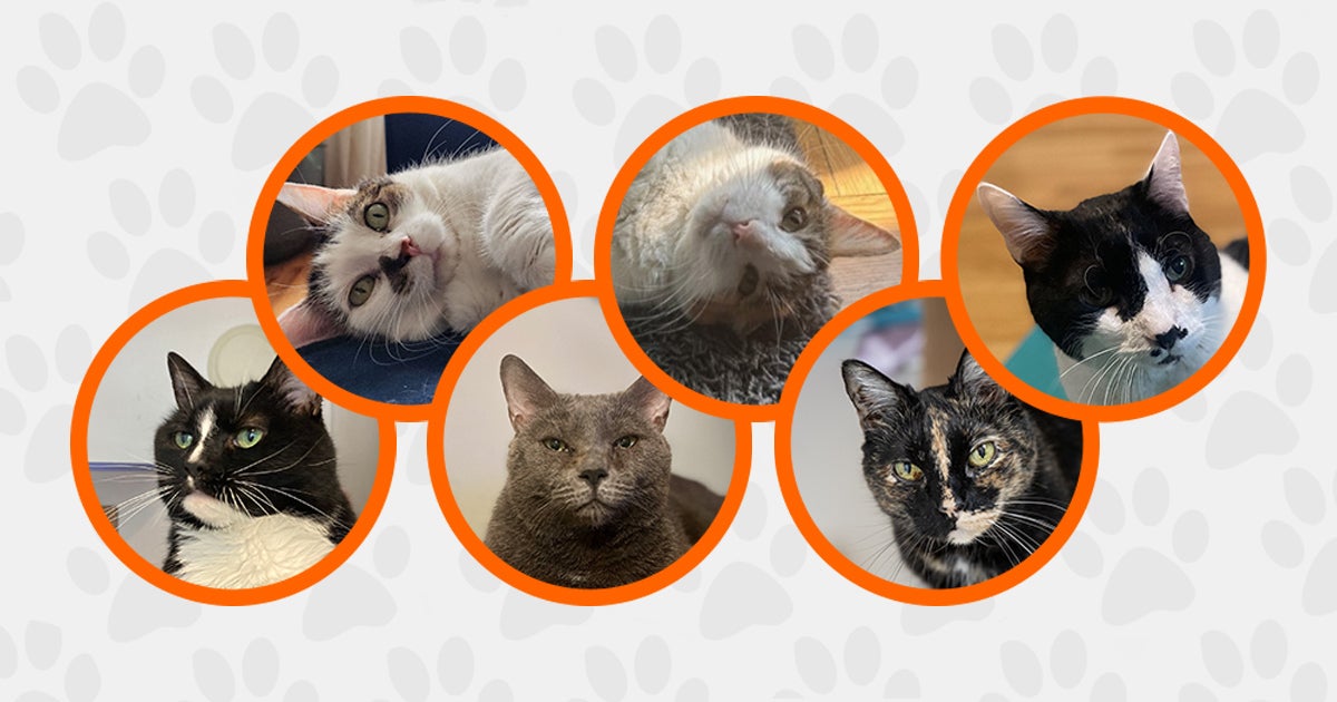 One of These Spectacular Senior Cats Might Be the Match for You! | ASPCA