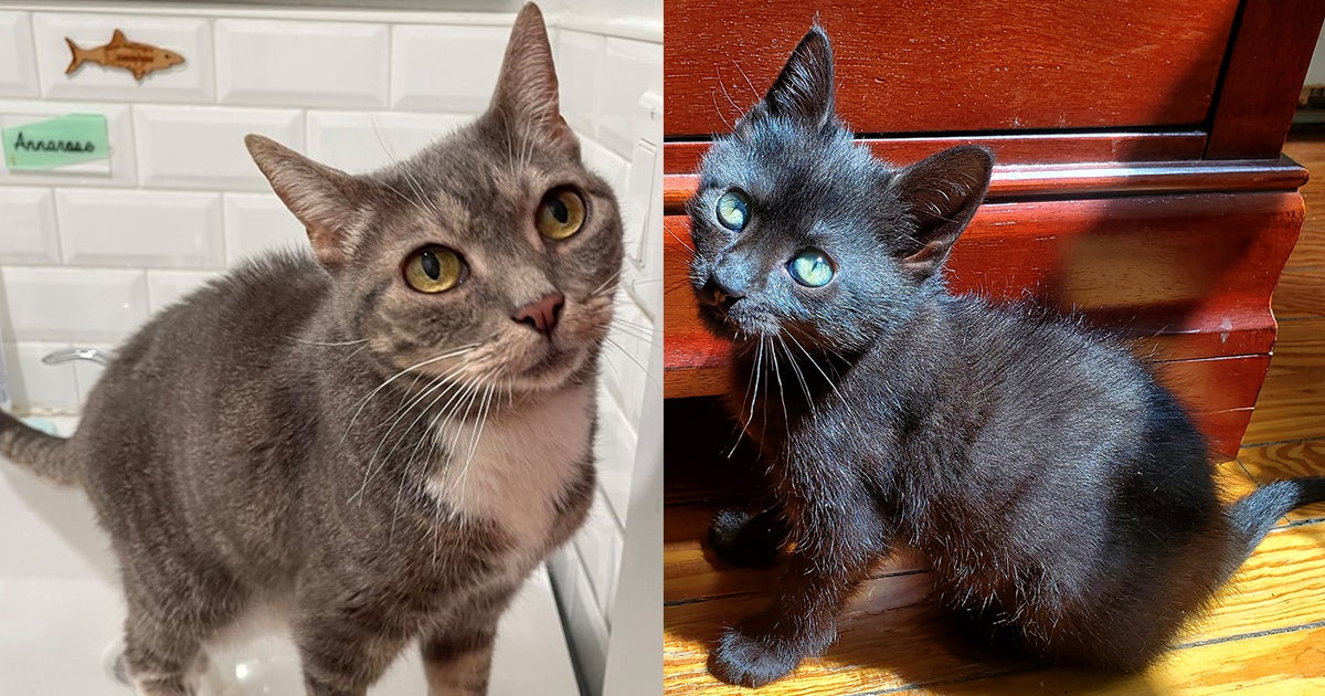 Two NYC Cats Symbolize the Success of Adopt a Shelter Cat Month Events ...