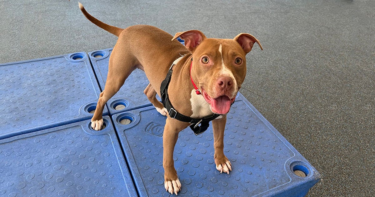 Wise Minerva Is Here to Conquer Your Heart | ASPCA