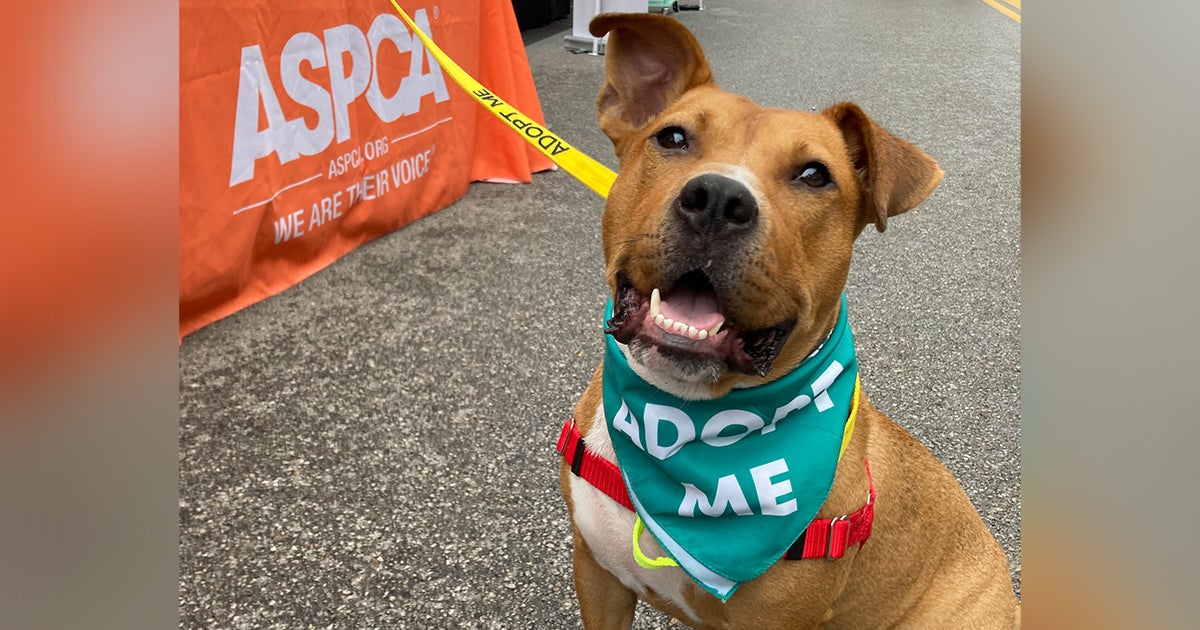 Silly Slinky Will Make You Laugh Every Day! | ASPCA