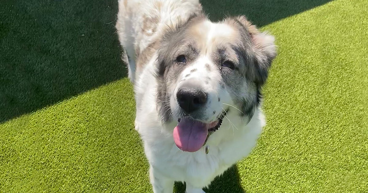 VIRGINIA: Lovely Loretta Wants to Move In with You! | ASPCA