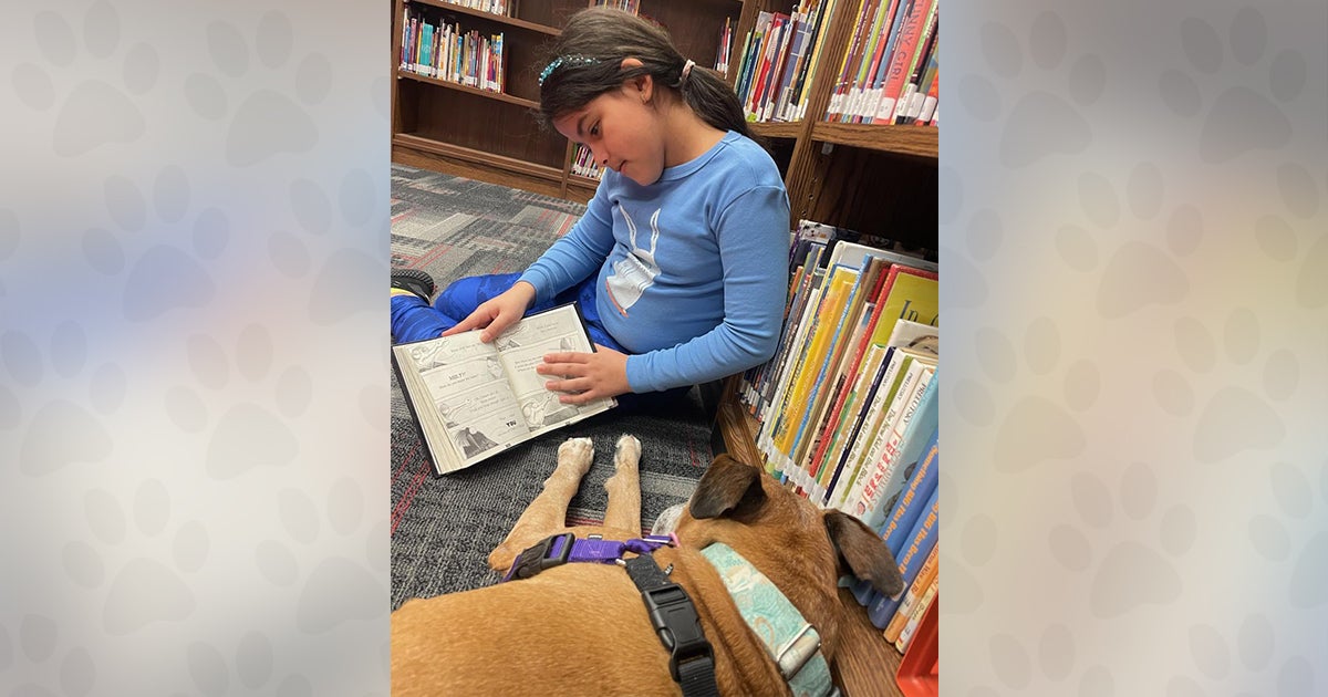 A Rescued Older Dog Finds a New Role Helping Kids Read | ASPCA