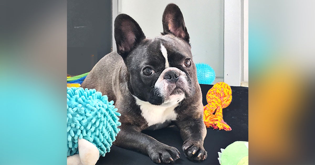 Bella’s Close Call | ASPCA