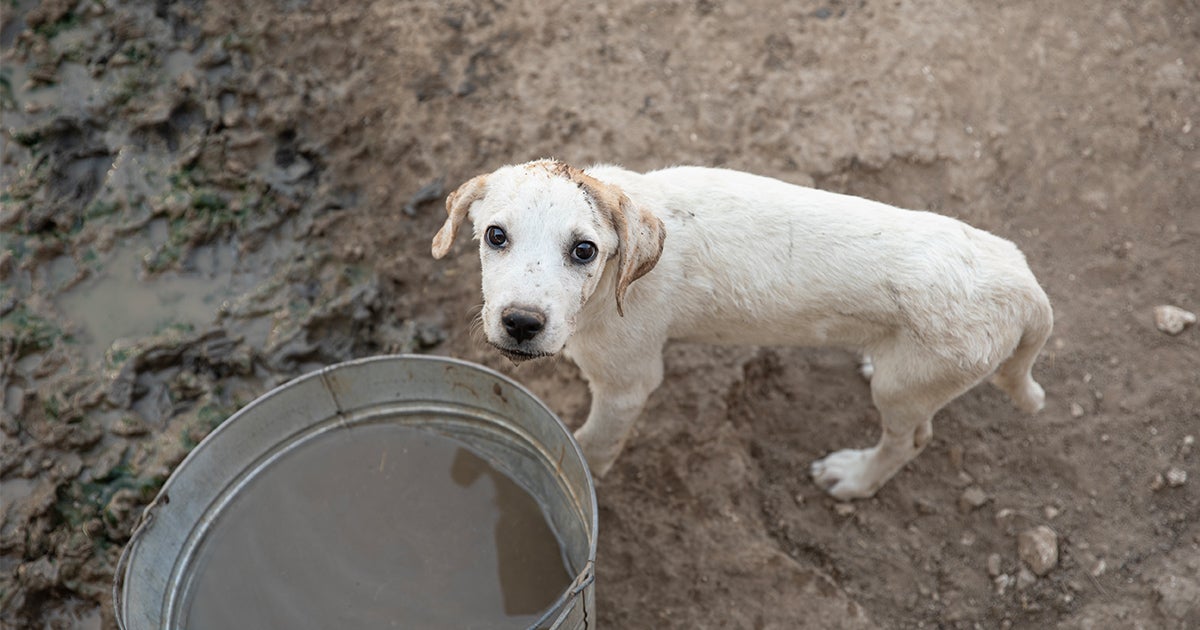 ASPCA Assists in Rescue of Nearly 150 Dogs and Cows from Alleged ...