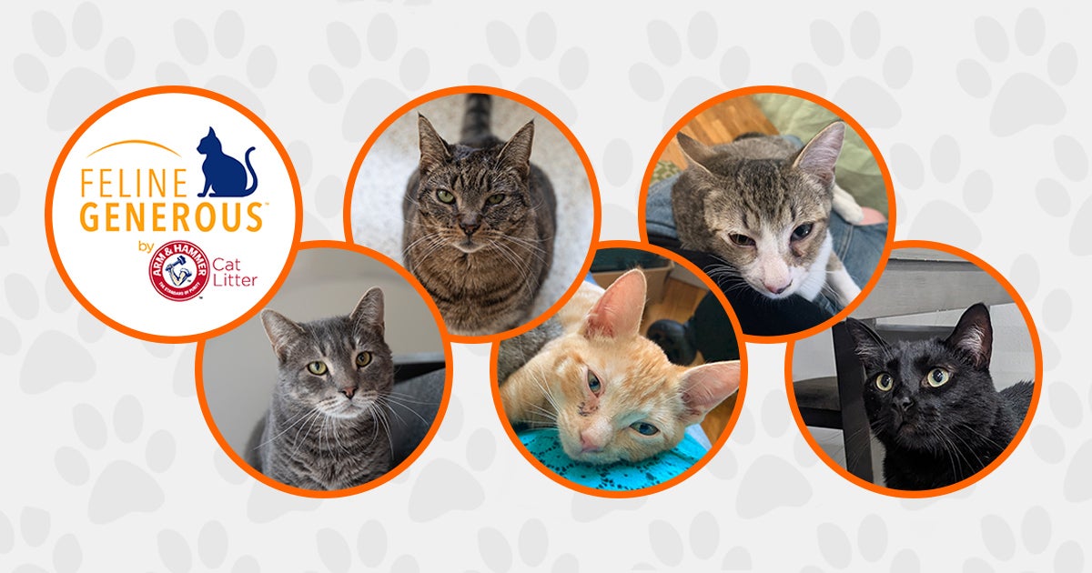 THIS Is Your Sign to Finally Adopt a Cat! | ASPCA