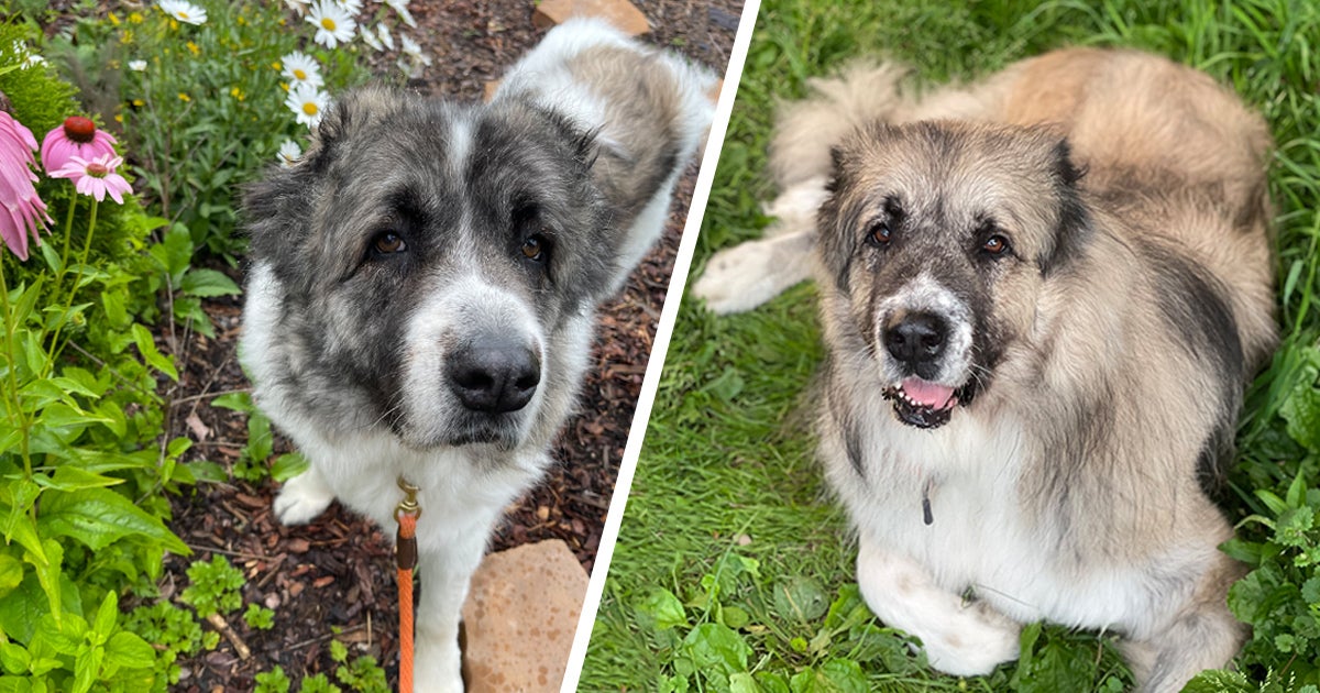 NORTH CAROLINA: These Fluffy Pups Need Fosters While They Recover from ...