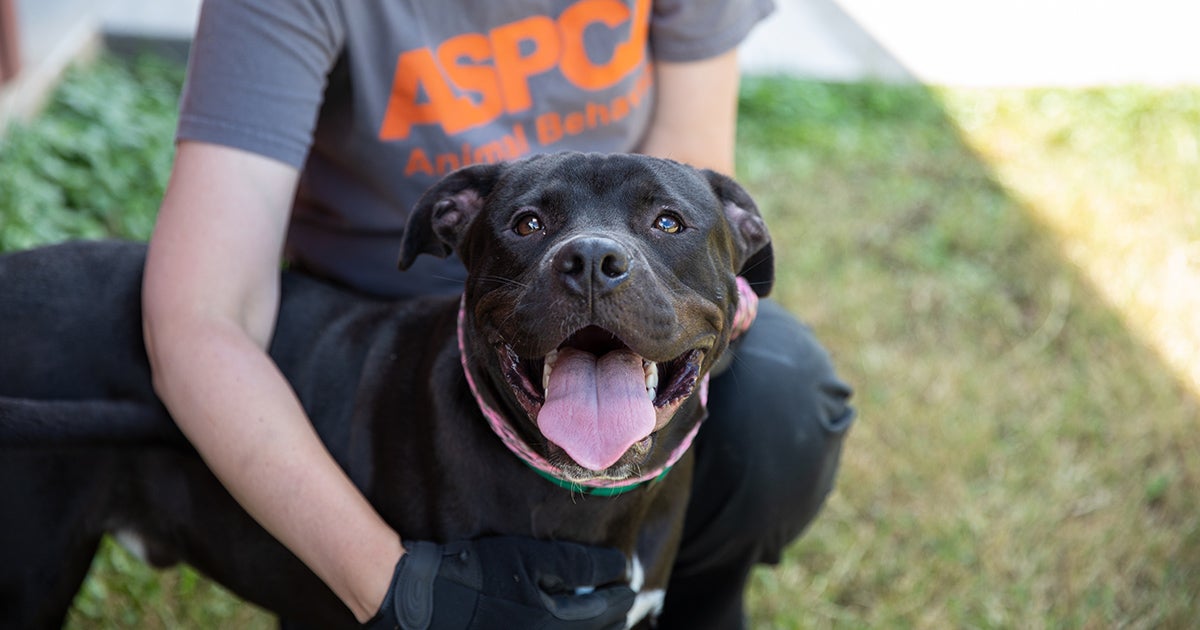 What You Need to Keep Your Pet Safe When Disaster Strikes | ASPCA