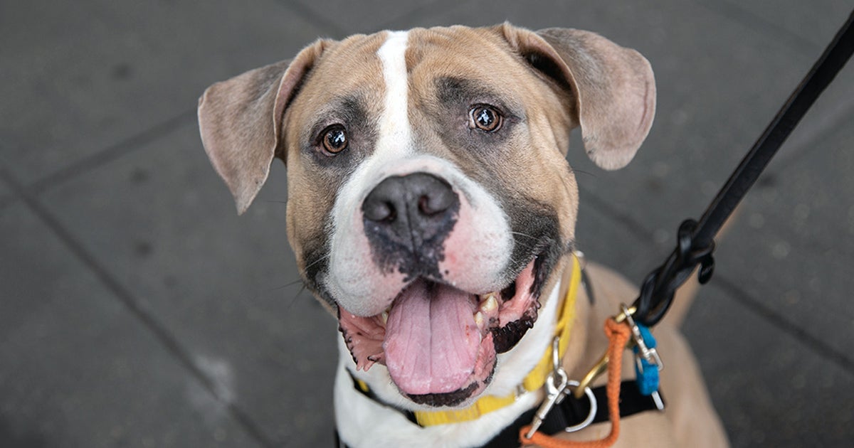 This Handsome Dog Is as Cool as Ice and Ready for Adoption! | ASPCA