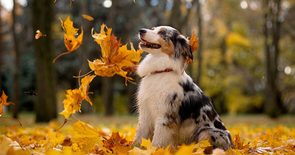 Don’t Let Your Pet FALL for These Seasonal Hazards! | ASPCA