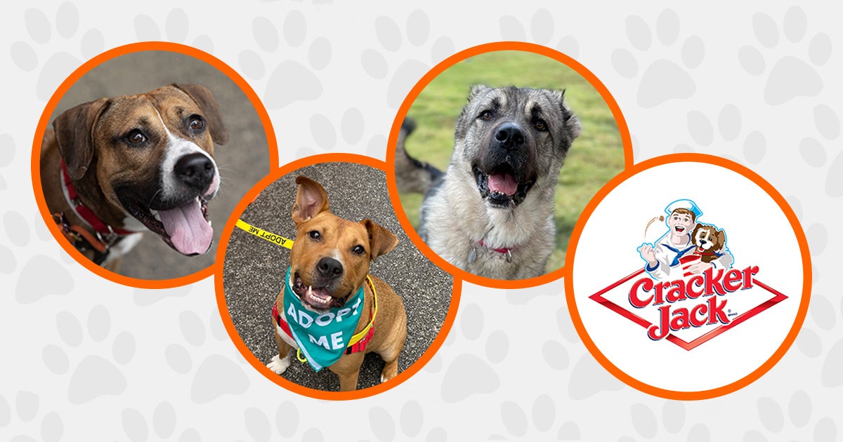 October Is Adopt a Shelter Dog Month, So It’s Time to Find the Pup of ...