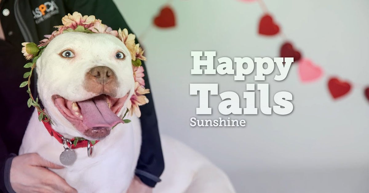 Sunshine’s Future Is Bright after Overcoming Behavior Issues | ASPCA