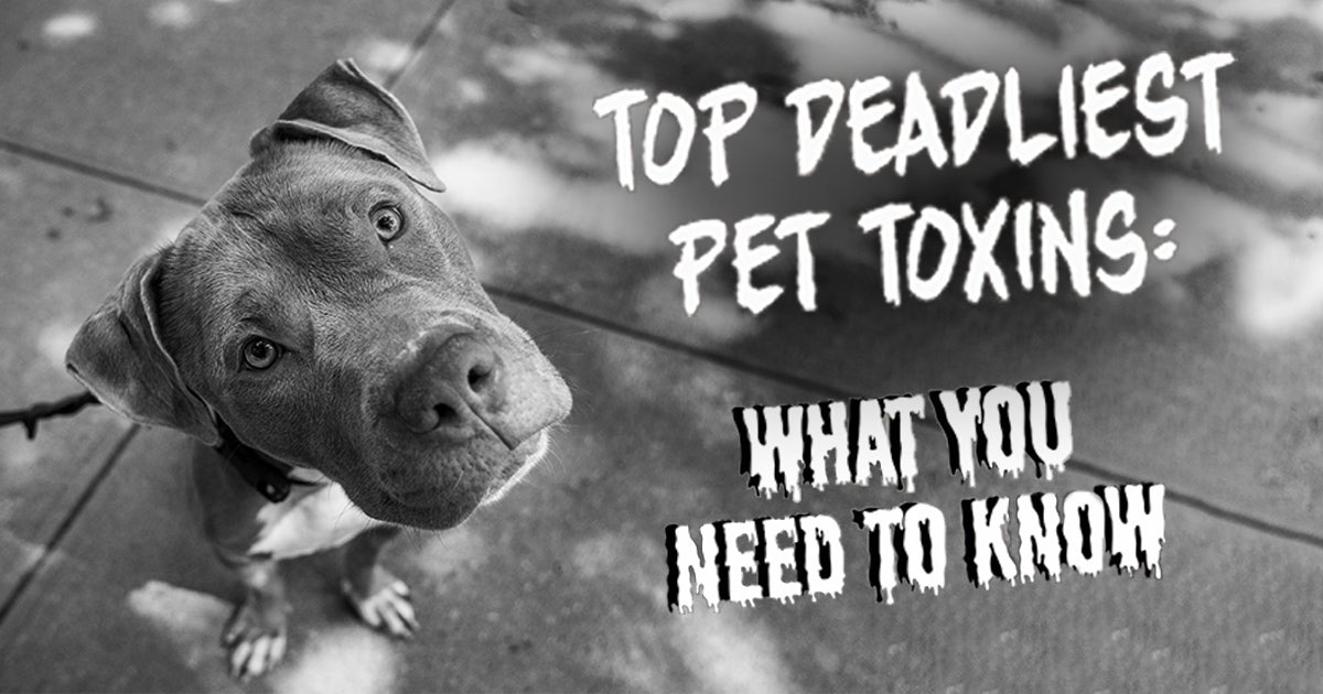 The Top 10 Deadliest Pet Toxins | ASPCA