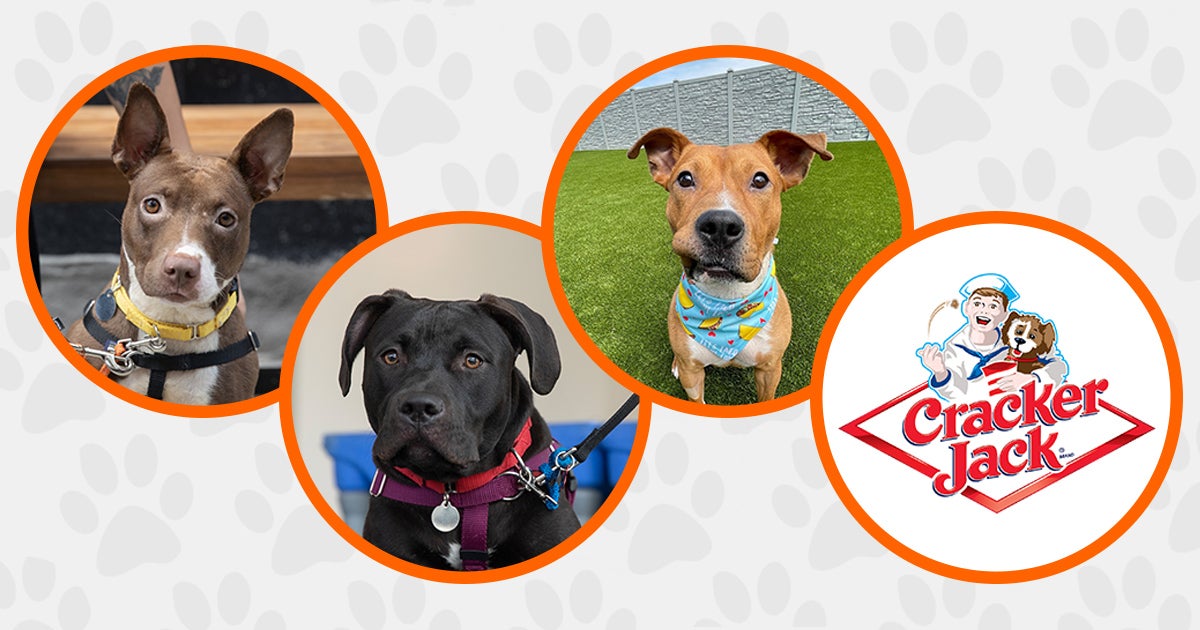 Adopt a Shelter Dog Month Continues with More Amazing Pups to Meet! | ASPCA