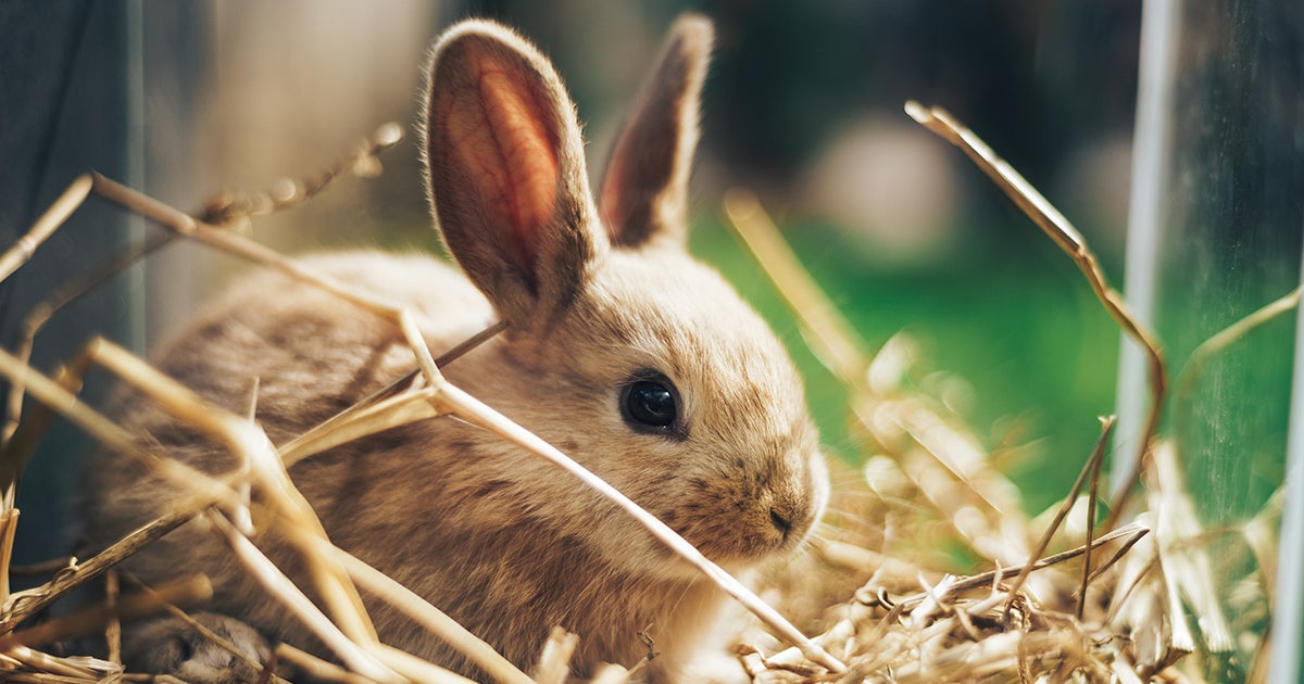 Rabbit Pet Parents: Beware of These Common Pet Toxins! | ASPCA