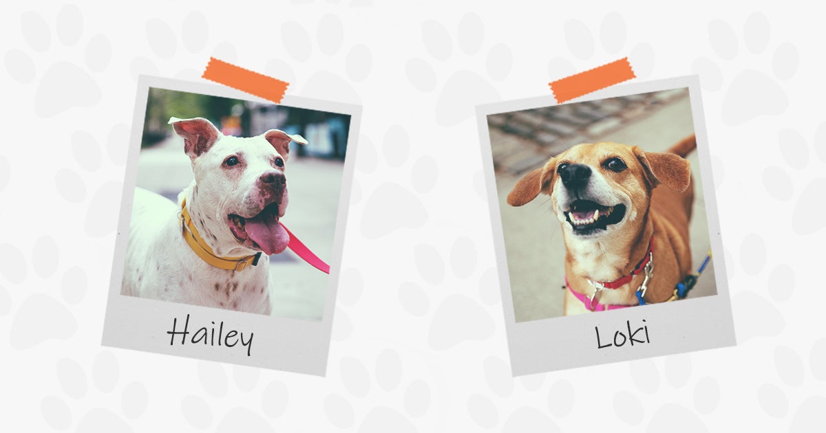 How Caring for Senior Dogs Impacted One Foster Caregiver | ASPCA