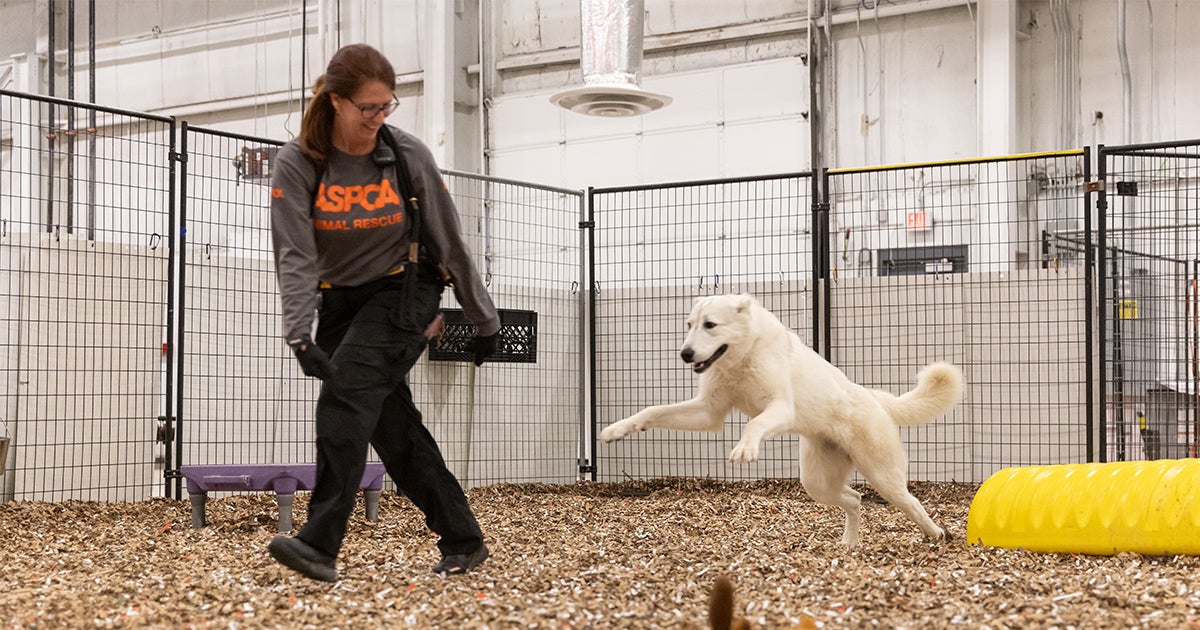 ASPCA Cares for Nearly 500 Victimized Animals in First Year of Opening ...