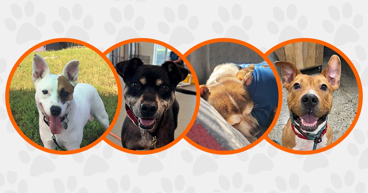 Ohio Residents: Dogs in Columbus and Cleveland Need You! Adopt Your New ...