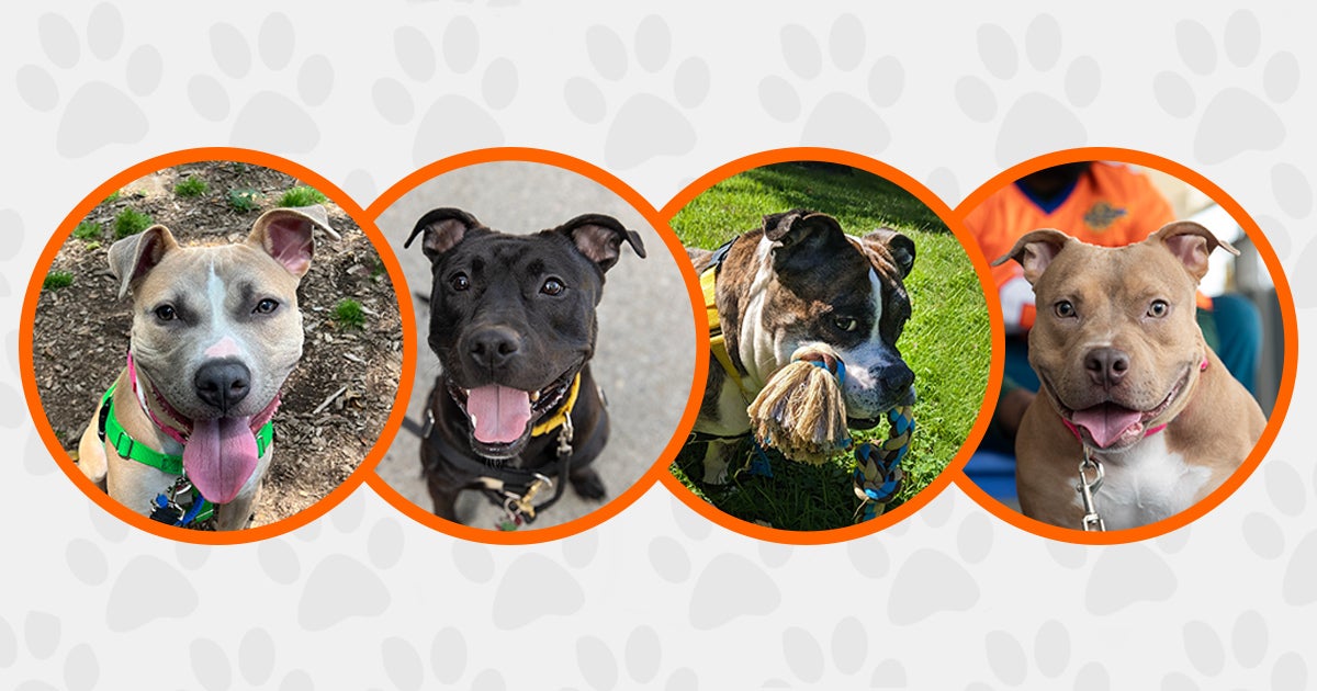These Wonderful Pups Are Looking for Loving Homes! | ASPCA