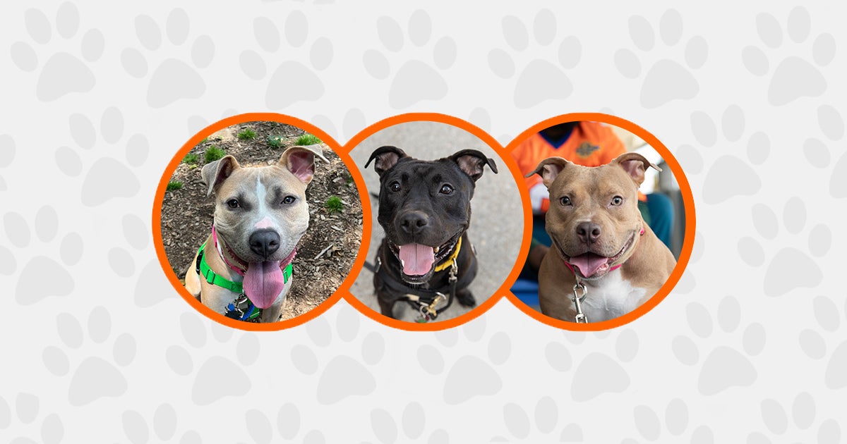 These Wonderful Pups Are Looking for Loving Homes! | ASPCA