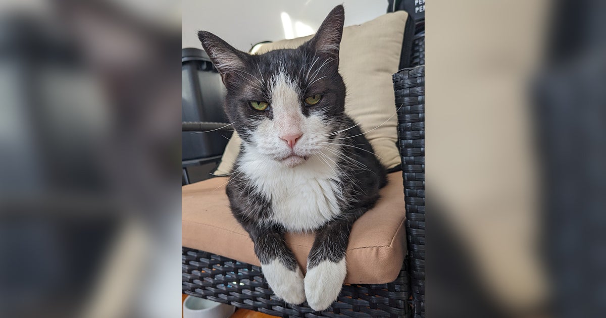 When You Look Up “Lap Cat” in the Dictionary, You’ll Find Loveable ...