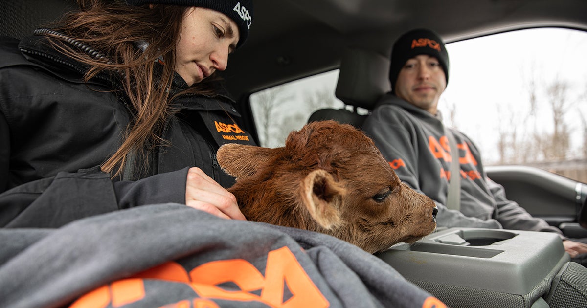 More than 100 Farm Animals Rescued from Poor Conditions in Joint Effort ...