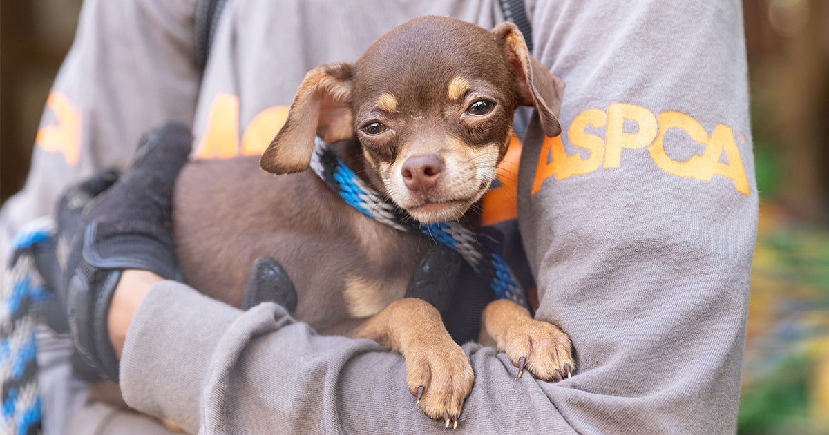 2024 Poll Results Revealed: Which Animal Welfare Issue Was Voted Most Important to ASPCA ...