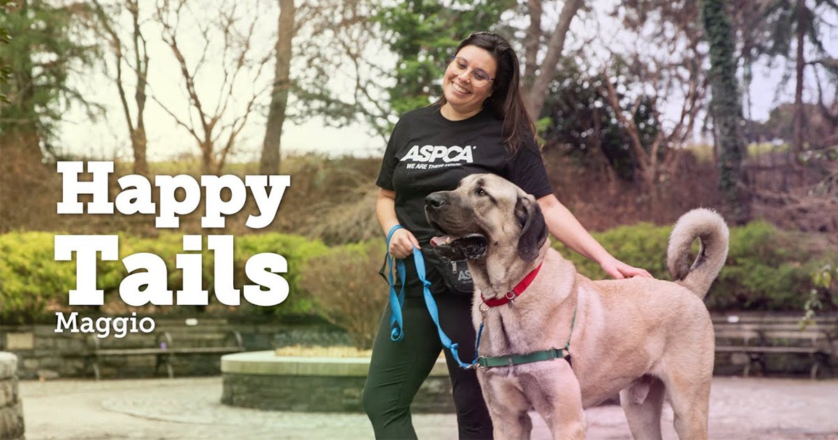 A Big Dog with an Even Bigger Heart: Maggio’s Story | ASPCA