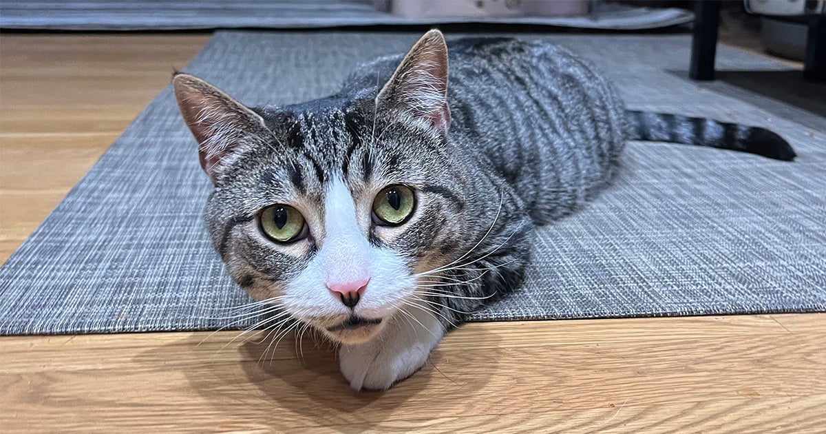 Three-Legged Feline Thrives Following Amputation for Chronic Wound | ASPCA