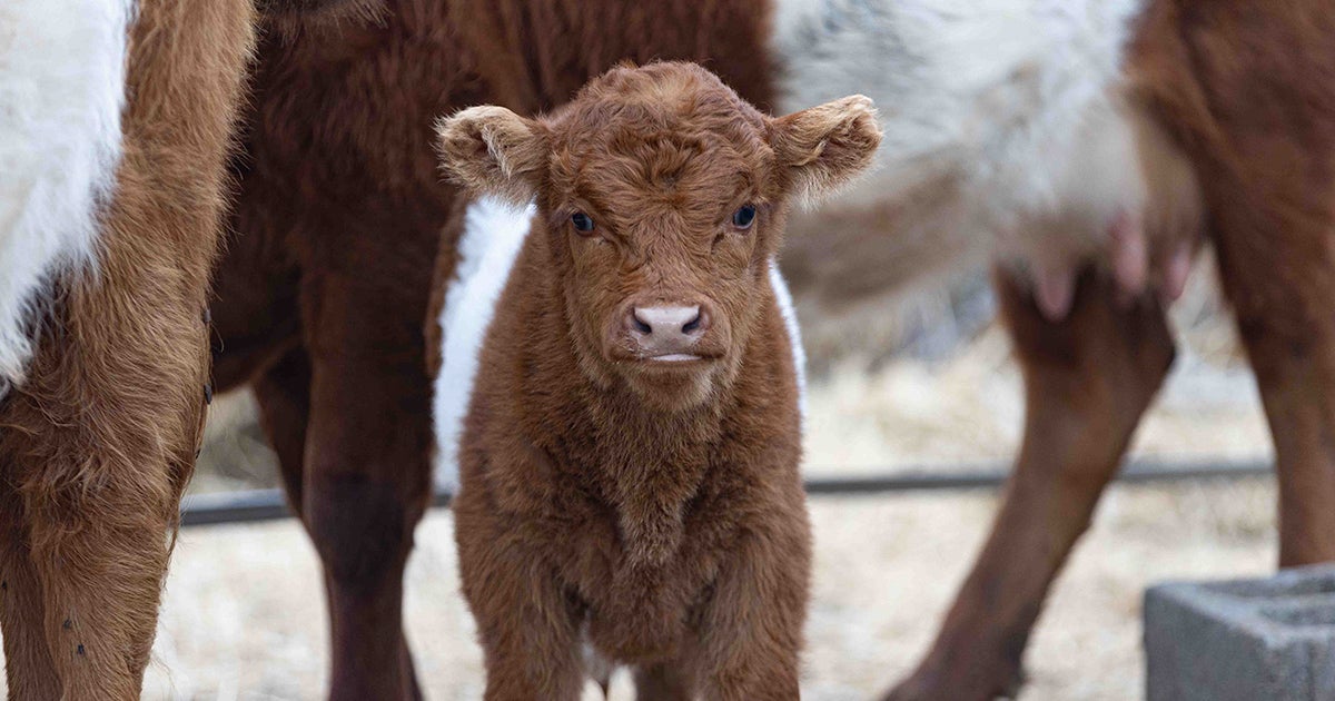 Udderly Heartwarming: Foster Caregivers Find a Home for Rescued Herd ...