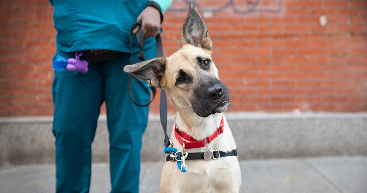 How to Identify a Pill If Your Pet Ingests an Unknown Medication | ASPCA