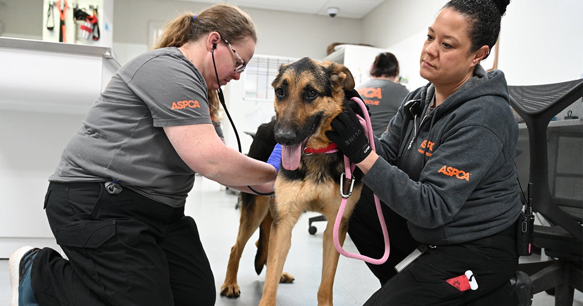 ASPCA Assists in Rescue of More Than 90 Maltreated Dogs and Puppies ...