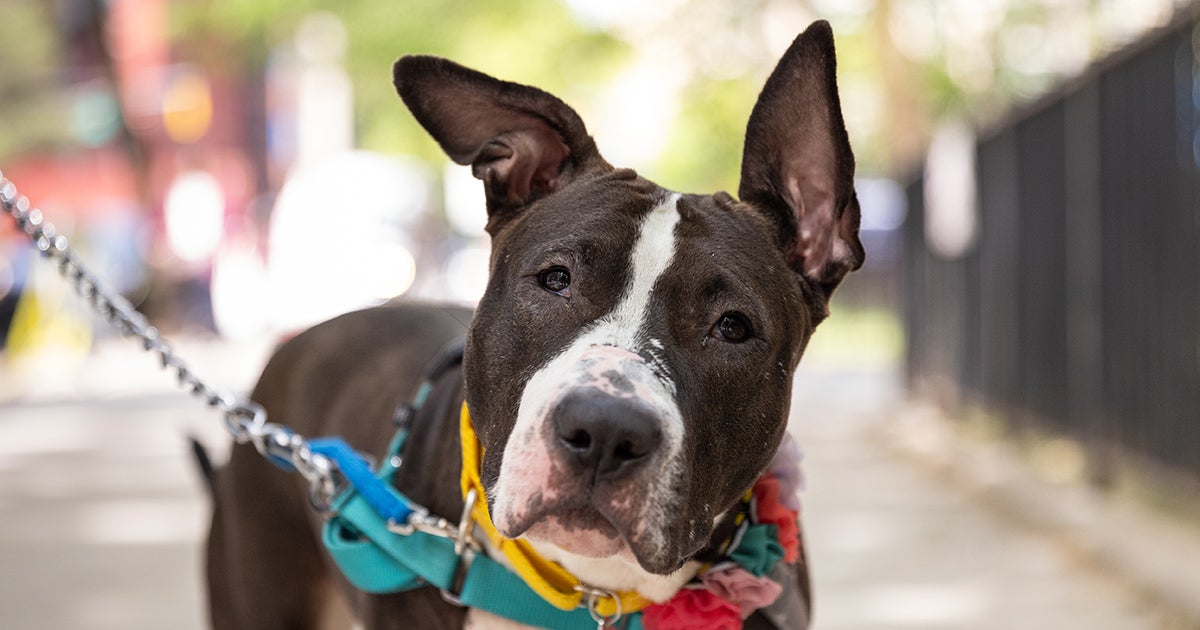 Save Some Room for Dessert – Puddin Is Here to Sweeten Your Day! | ASPCA