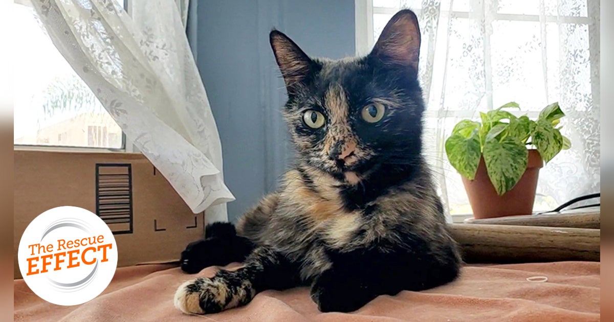 This Cat Is as Cute as a Dumpling – Meet Momo! | ASPCA