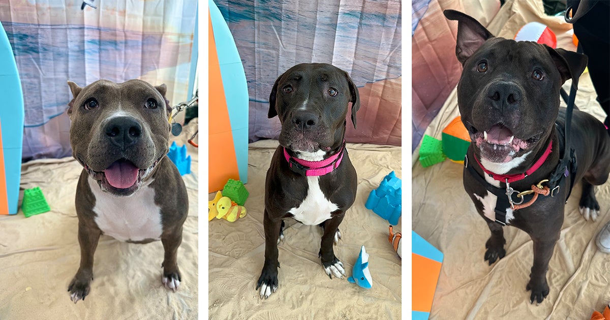 Are You Ready for a Beach Day? These Adoptable Dogs Are! | ASPCA