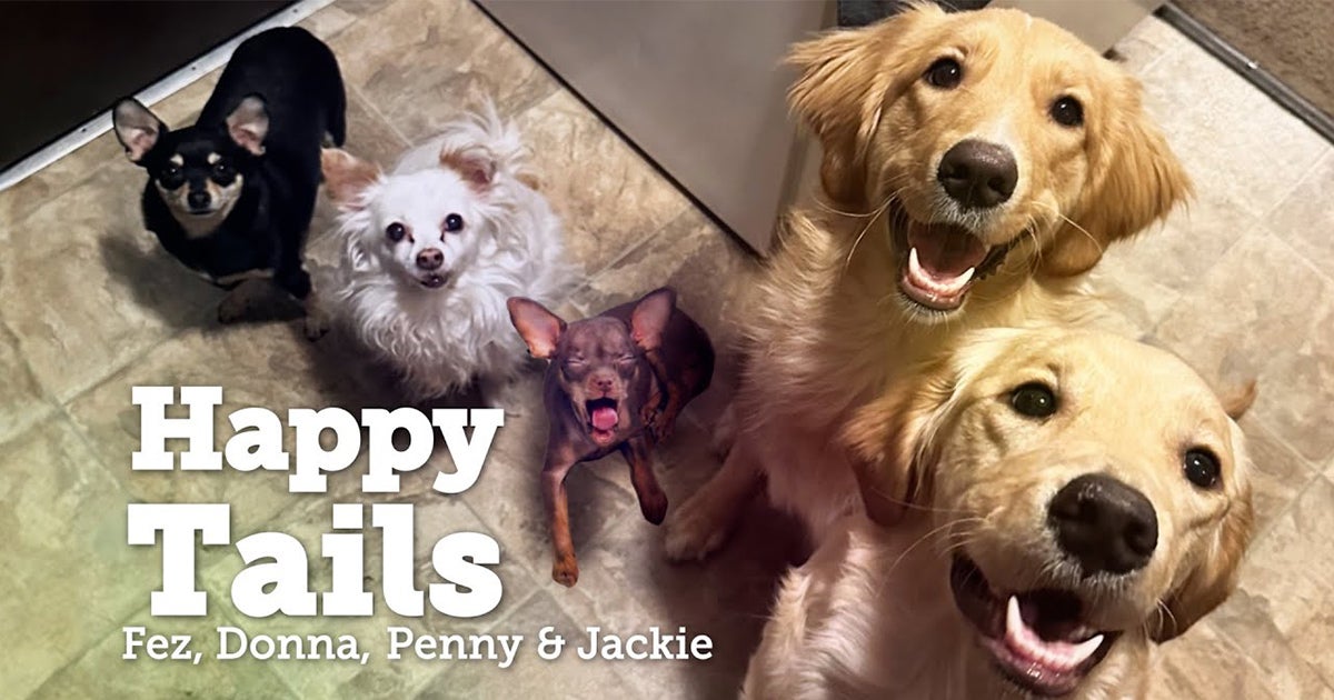 This Sitcom-Loving Family Shows Their Five Dogs That “We’re All Alright ...