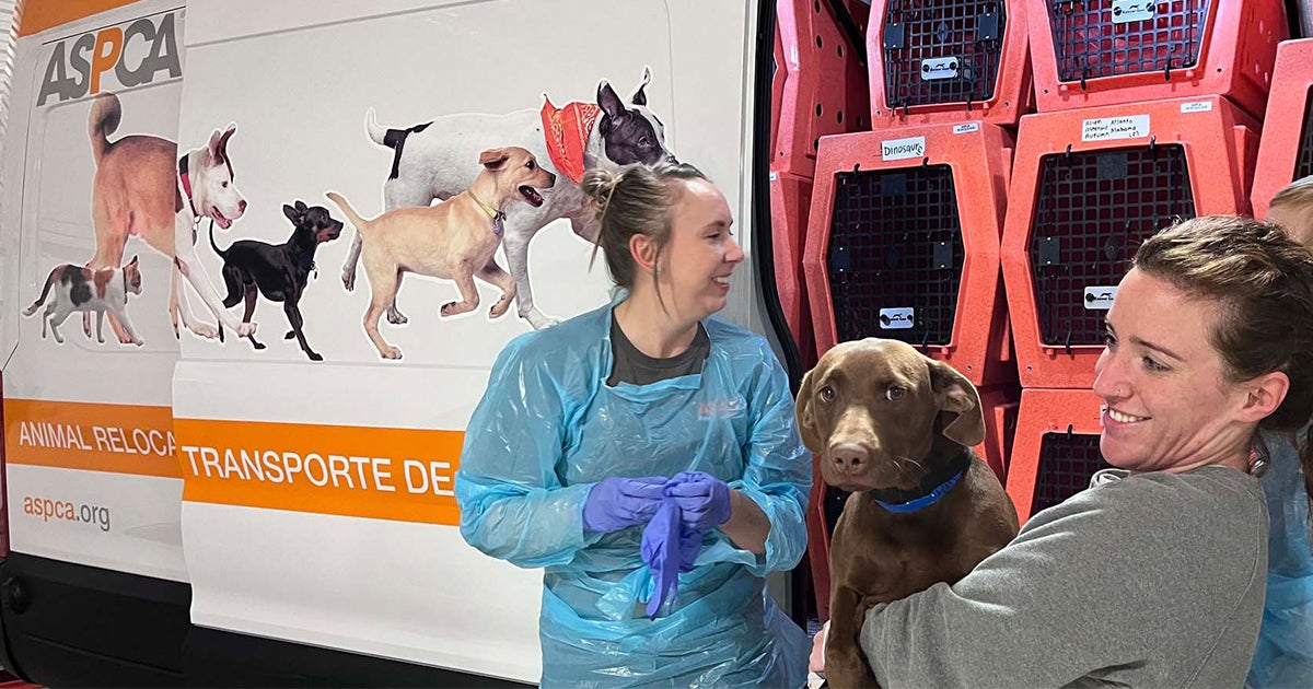 ASPCA Partner Shelter Reaches a Major Milestone: 20,000 Animals ...