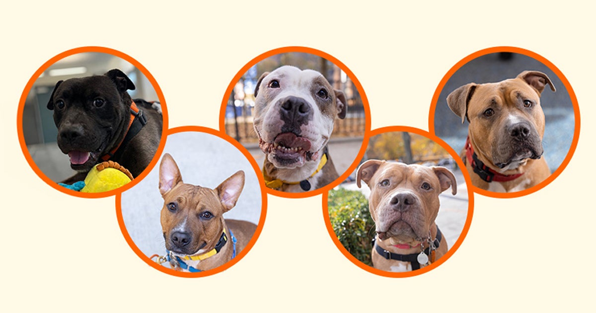 Ready To Go Caroling With A Friendly Pooch? | ASPCA