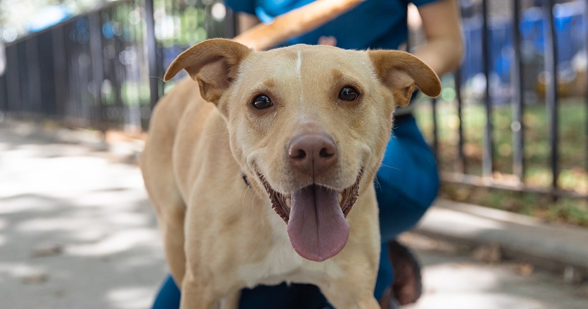 Your Exclusive First Look at the Impact YOU Made in 2024 | ASPCA